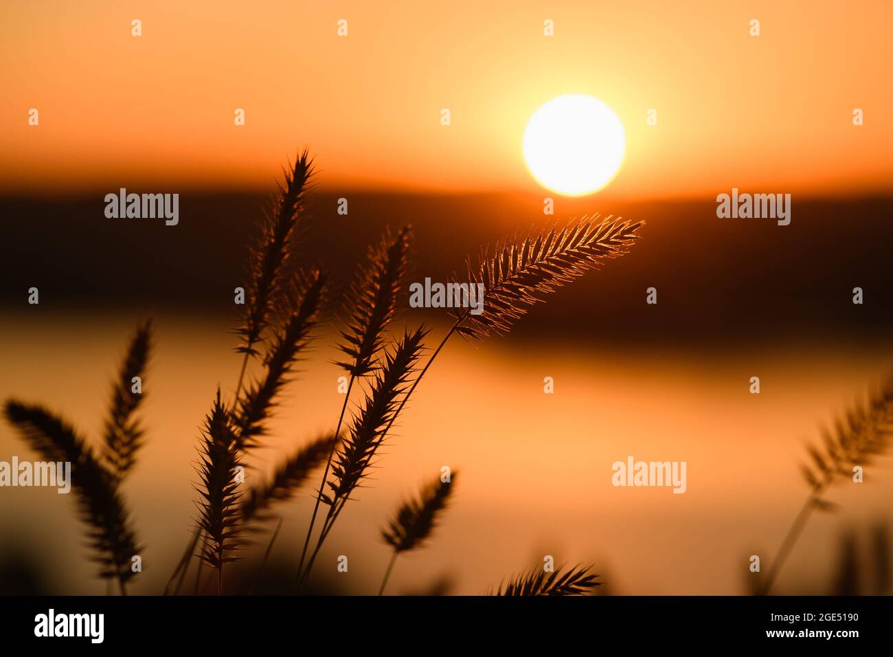 Nature warm background landscape with grass plant spikelets close up ...