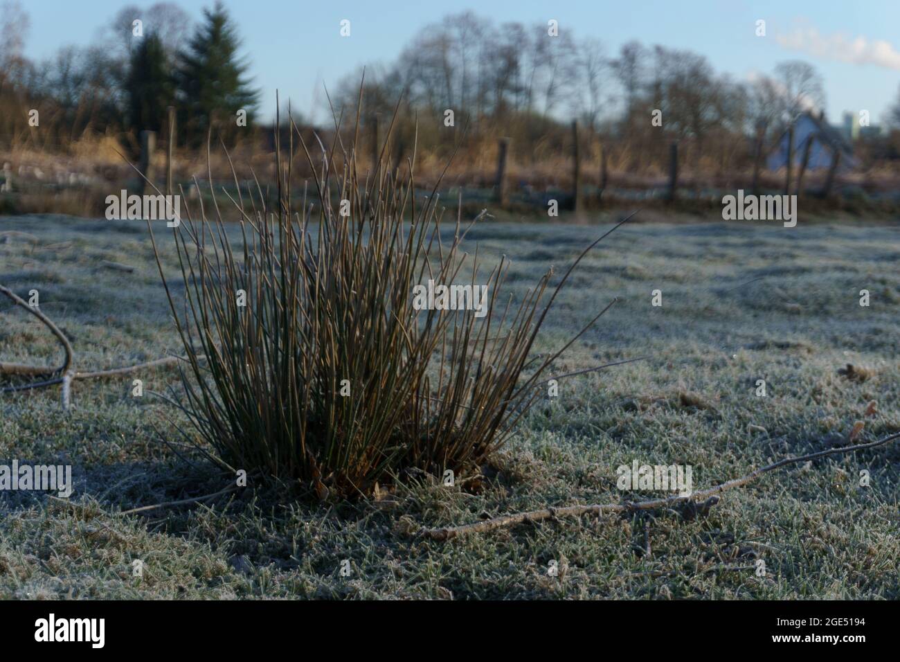 Frozen grass field winter cold temperature hi-res stock photography and ...