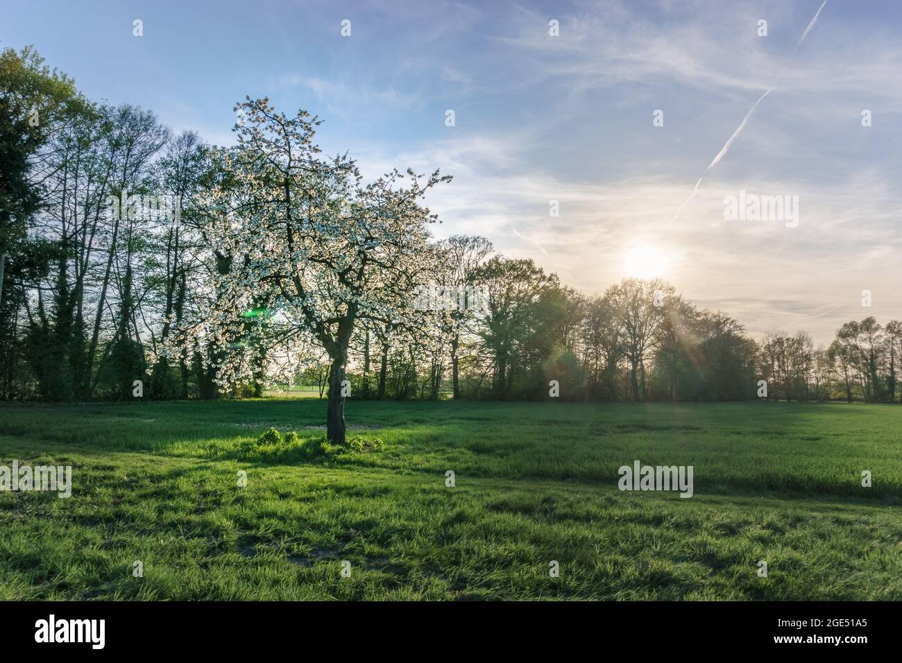 Blooming apple trees ion meadow at spring time in golden sunlight ...