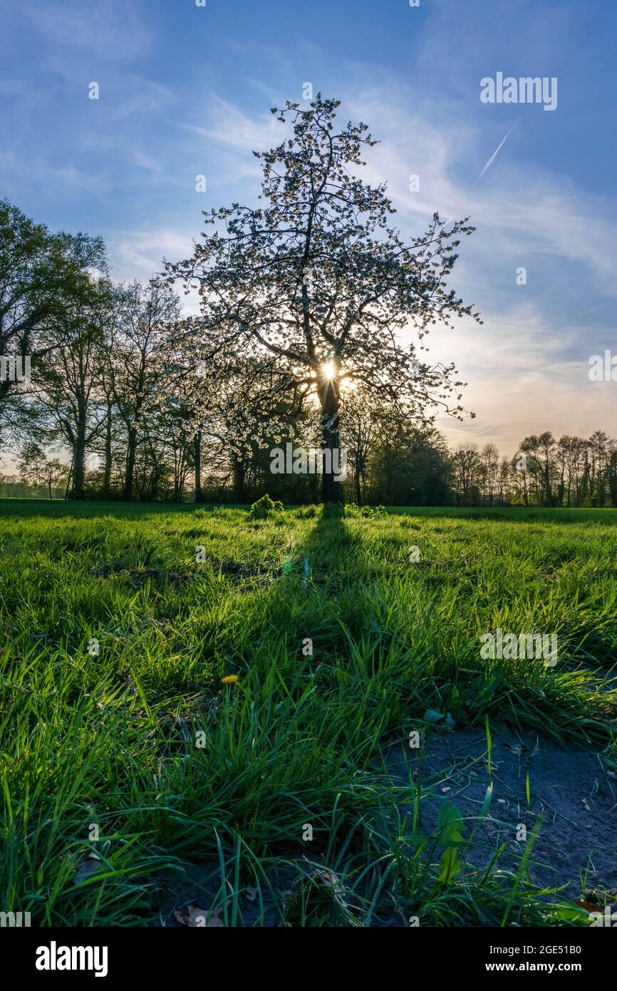 Blooming apple trees ion meadow at spring time in golden sunlight ...