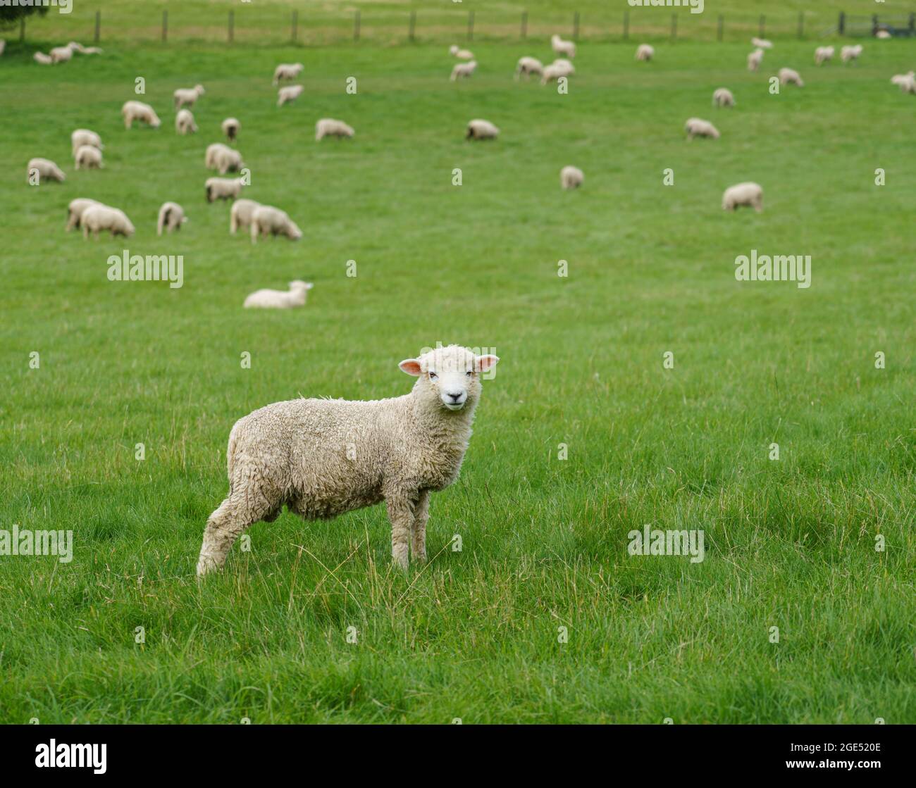 Kent pasture hi-res stock photography and images - Alamy