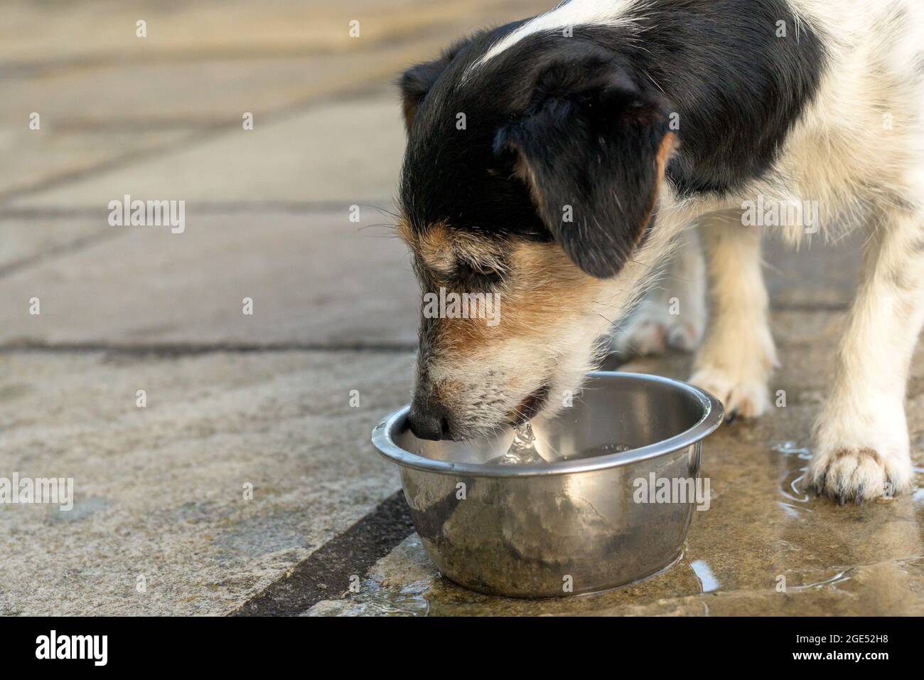 Jack russell terrier drinking water hi-res stock photography and images ...
