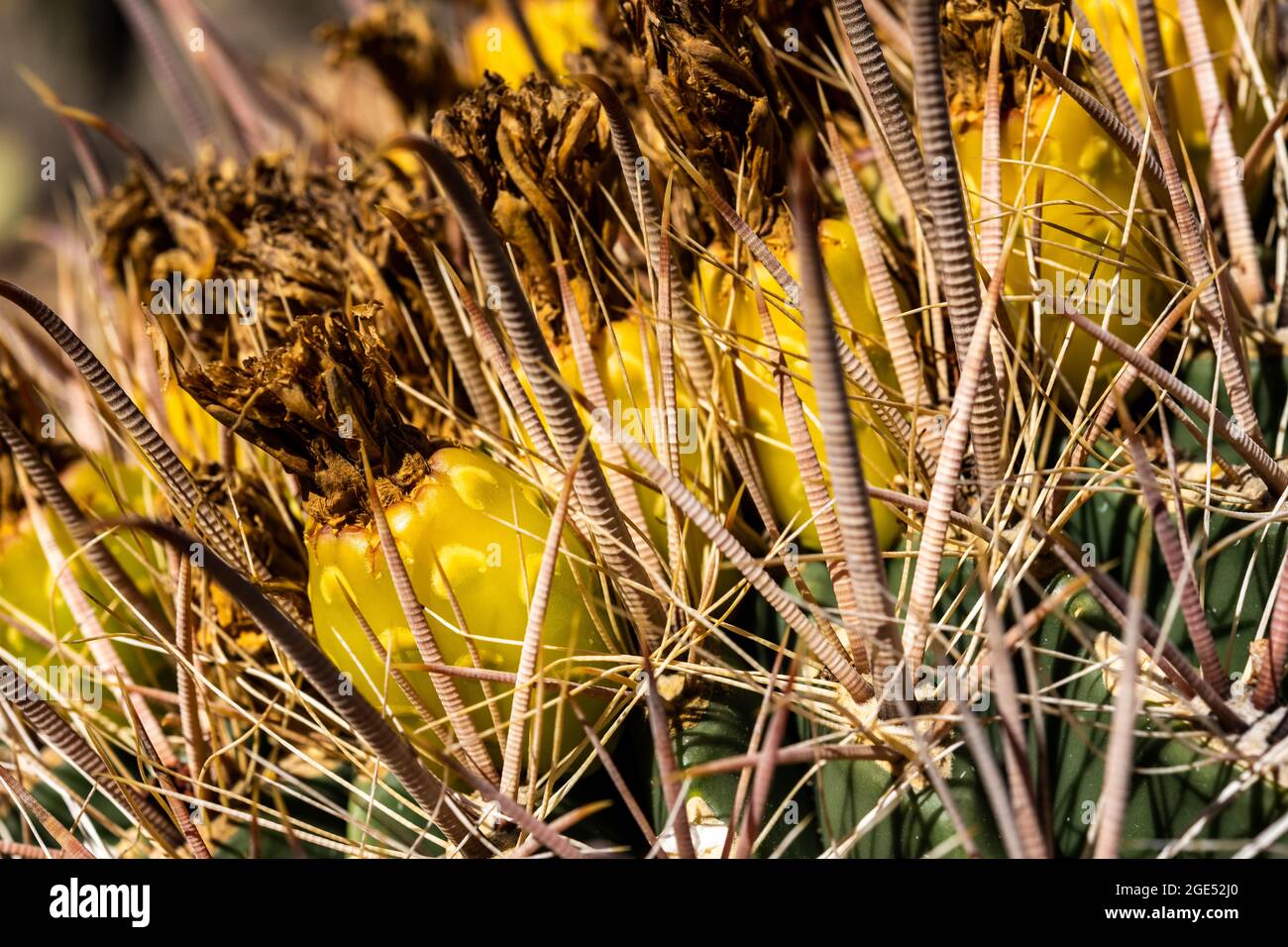 Drying cactus flowers hi-res stock photography and images - Alamy