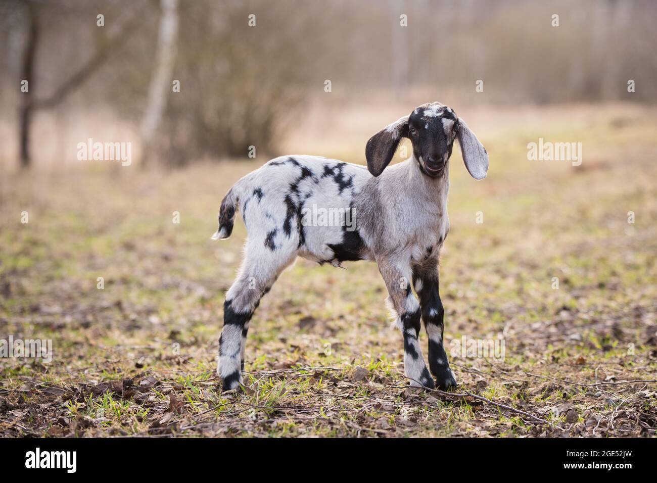Small south african boer goat doeling portrait on nature Stock Photo ...