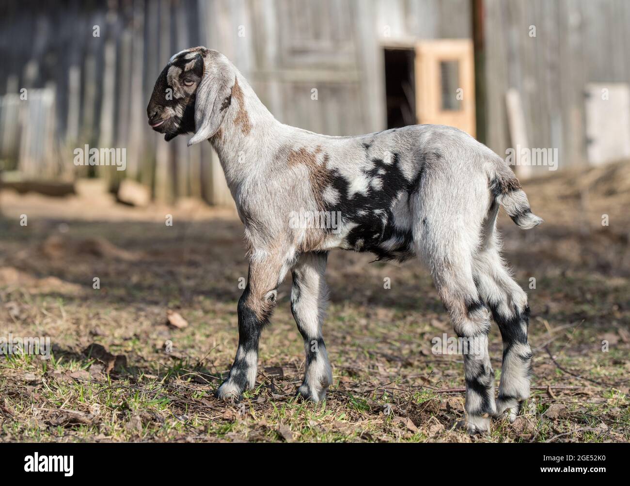 Small south african boer goat doeling portrait on nature Stock Photo ...