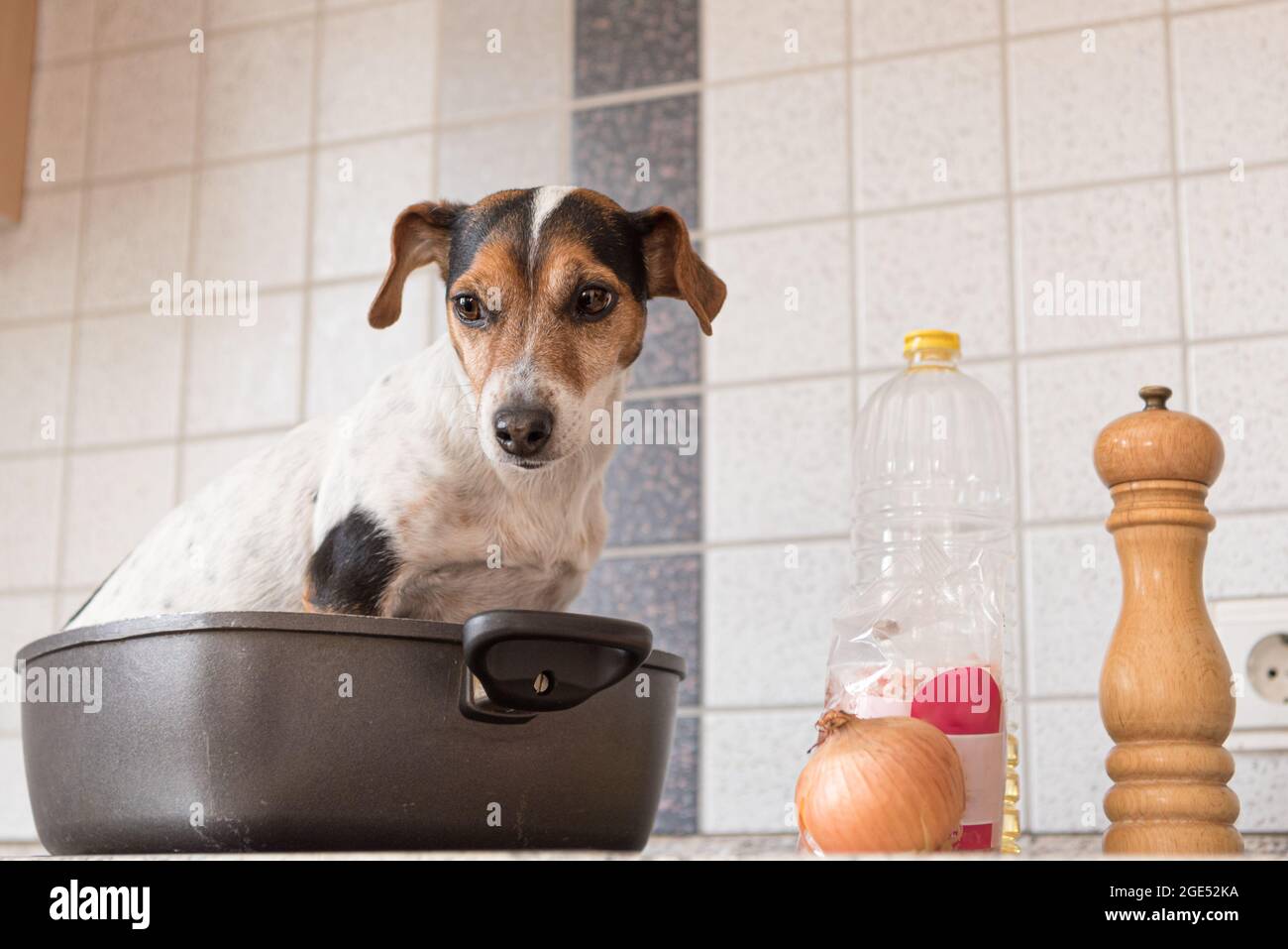 Little Cheeky cute Jack Russell terrier dog sits in a frying pan. A hot ...