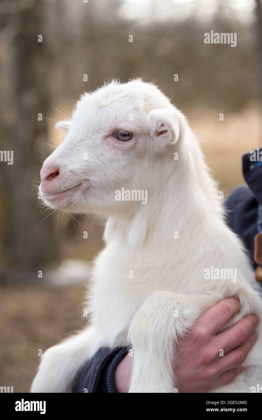 Funny goat portrait soft hi-res stock photography and images - Alamy