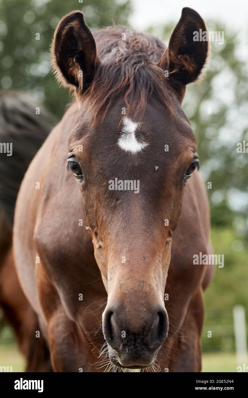 Foal head horse portrait hi-res stock photography and images - Alamy