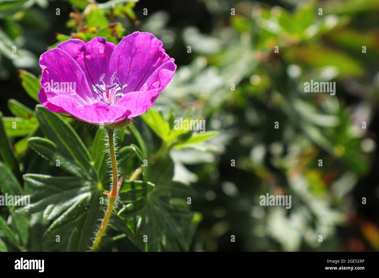 Single hardy geranium flower hi-res stock photography and images - Alamy