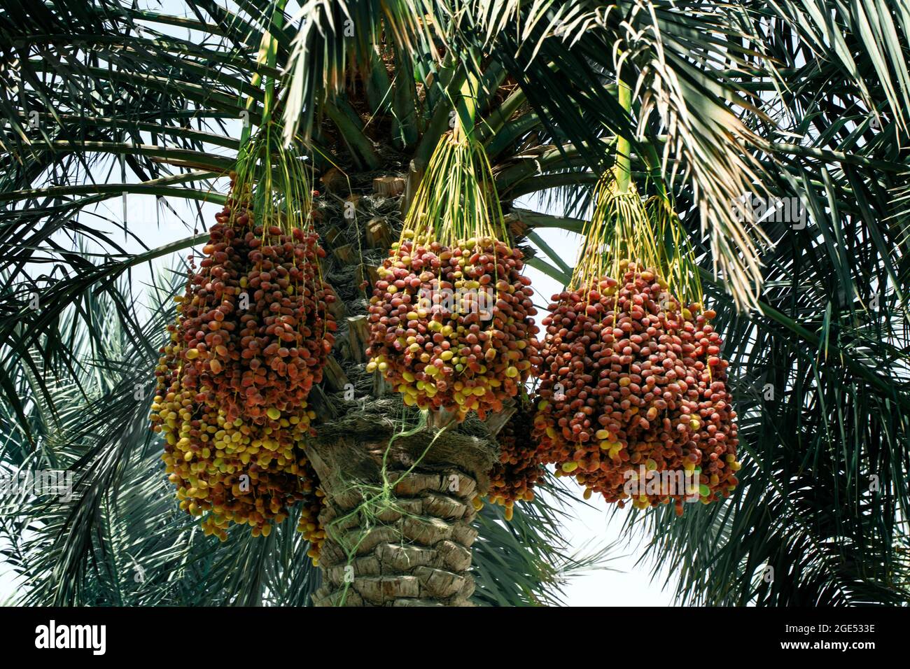 palm trees with dates - QATAR Stock Photo - Alamy