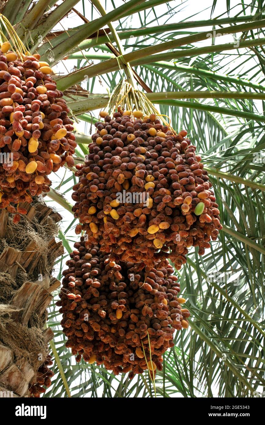 Dates palm tree arabic hi-res stock photography and images - Alamy