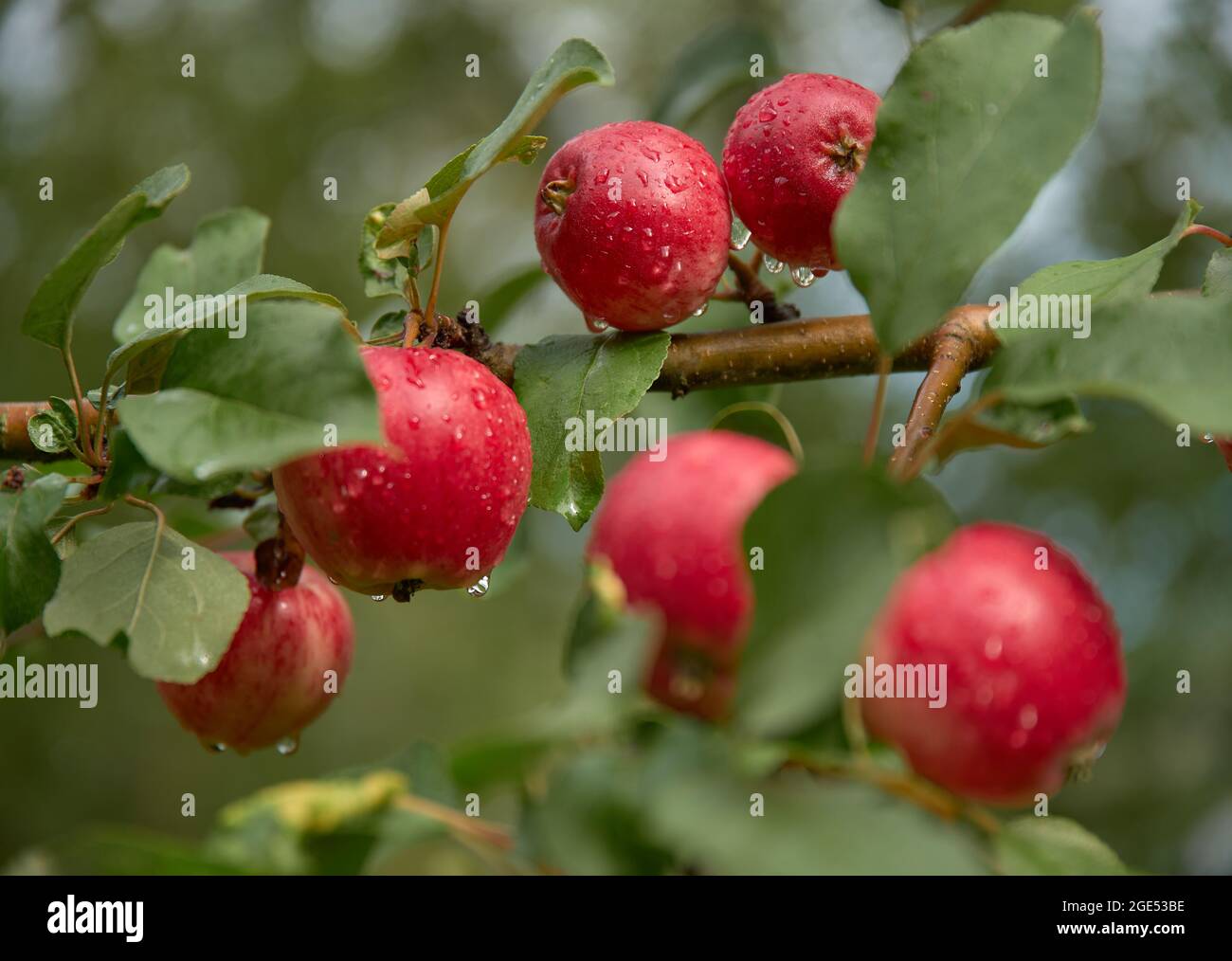 Fresh red wet apples on a brach after a heavy rain in a apple tree in ...