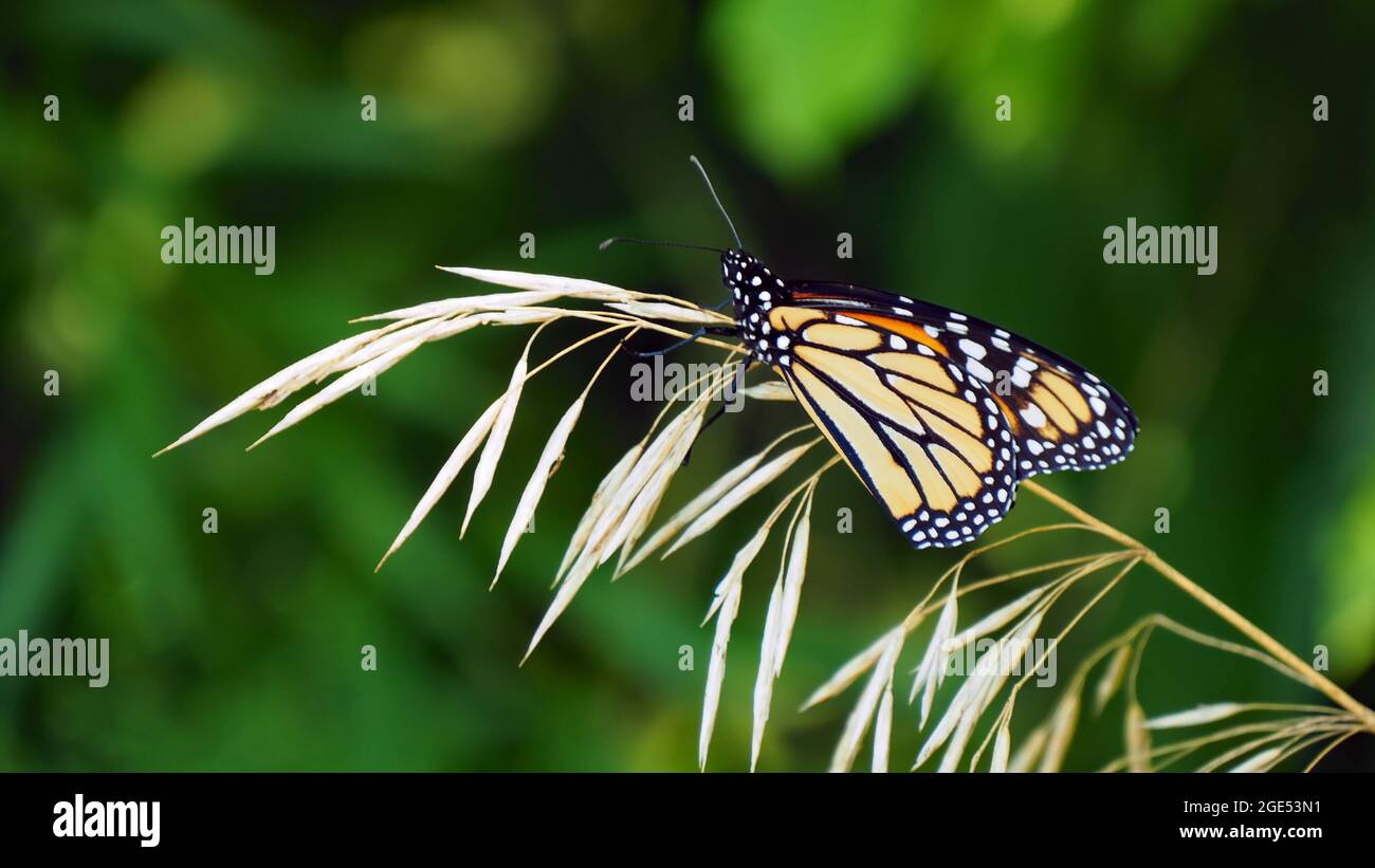 OLYMPUS DIGITAL CAMERA - Close-up of a monarch butterfly resting on the ...