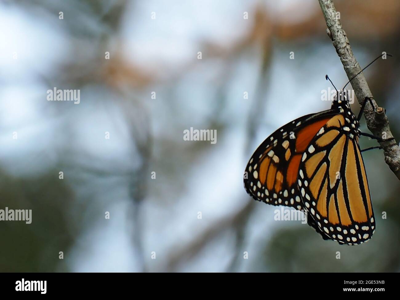 Monarch butterfly forest hi-res stock photography and images - Alamy