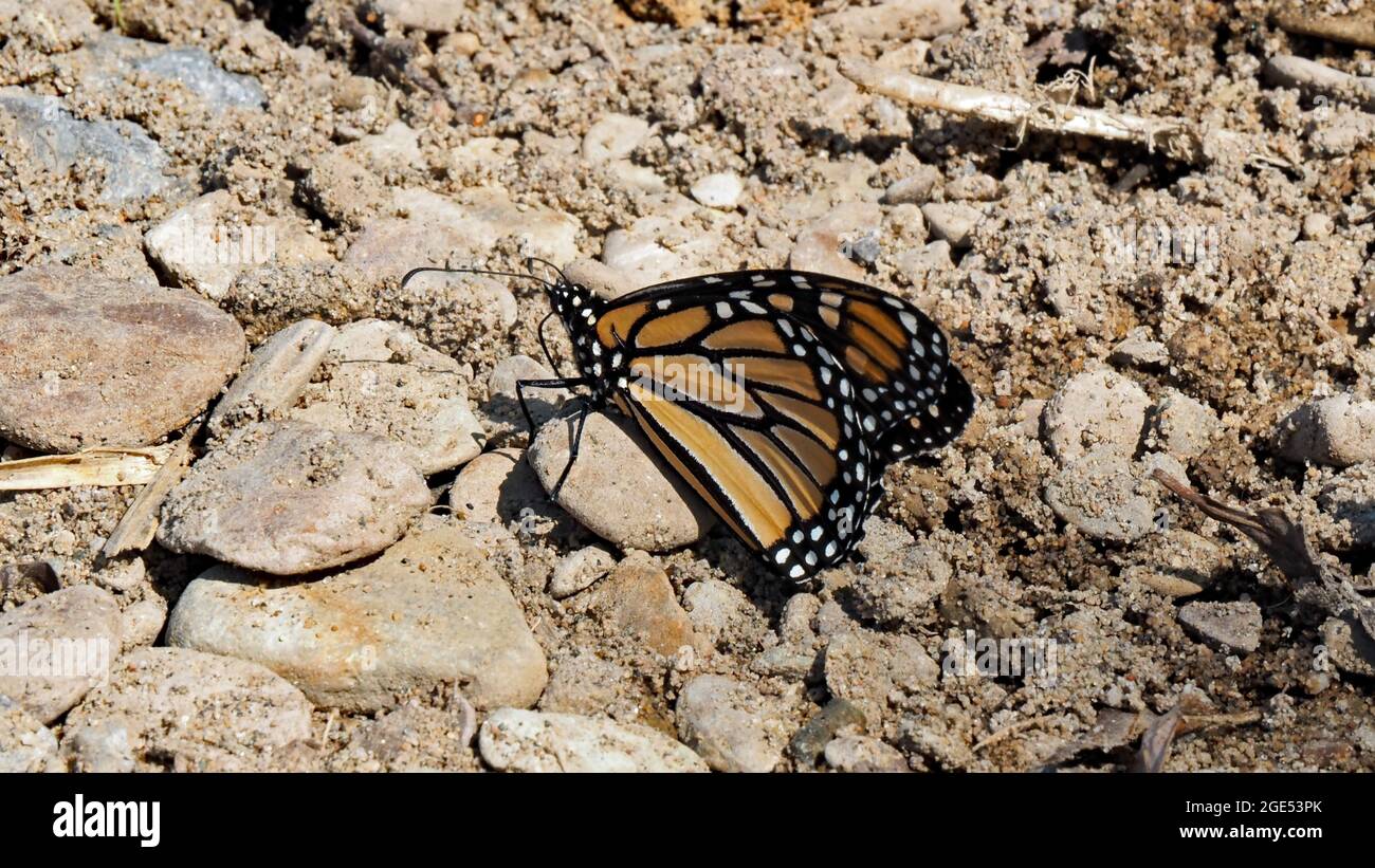 Wet butterfly hi-res stock photography and images - Alamy