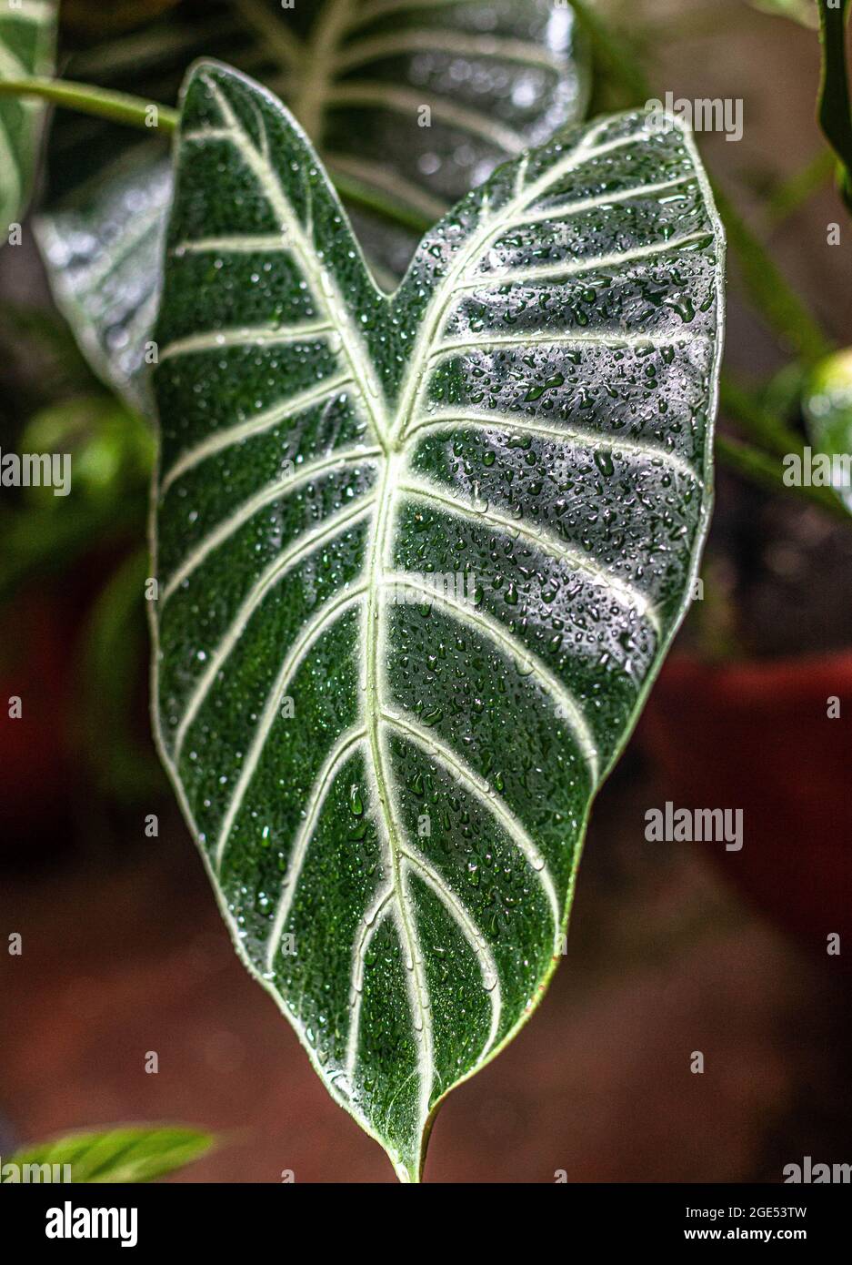 Phyllotaenium hi-res stock photography and images - Alamy