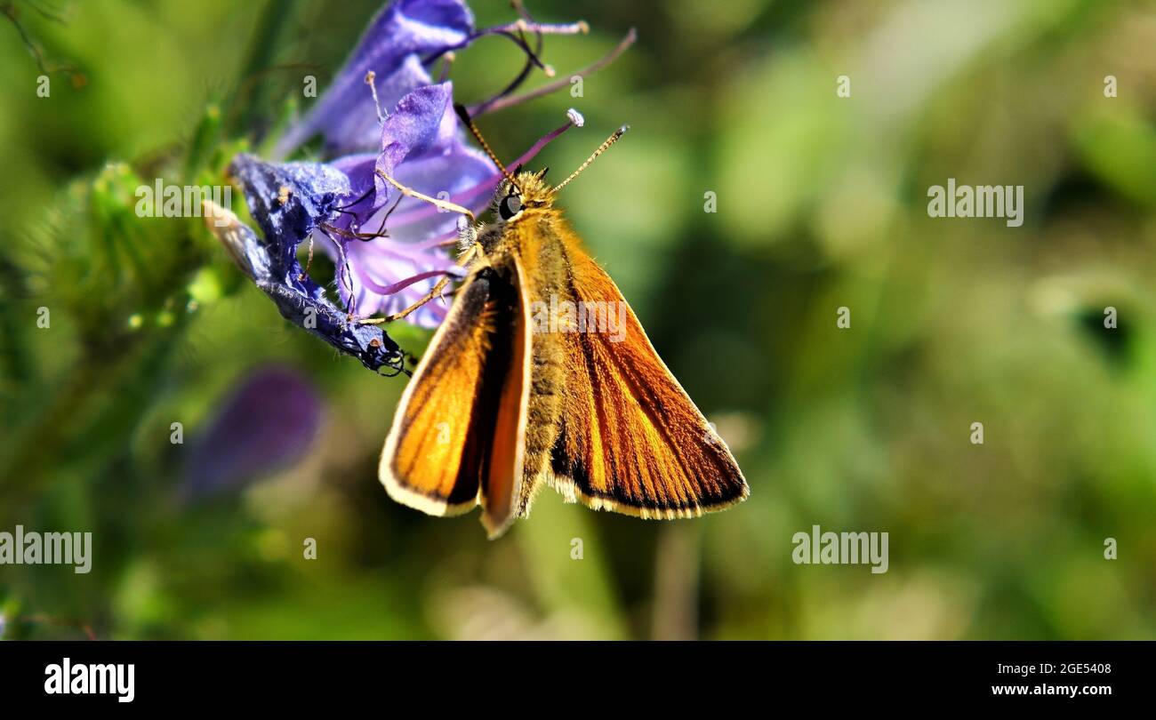 Close-up of an orange skipper butterfly collecting nectar from the ...