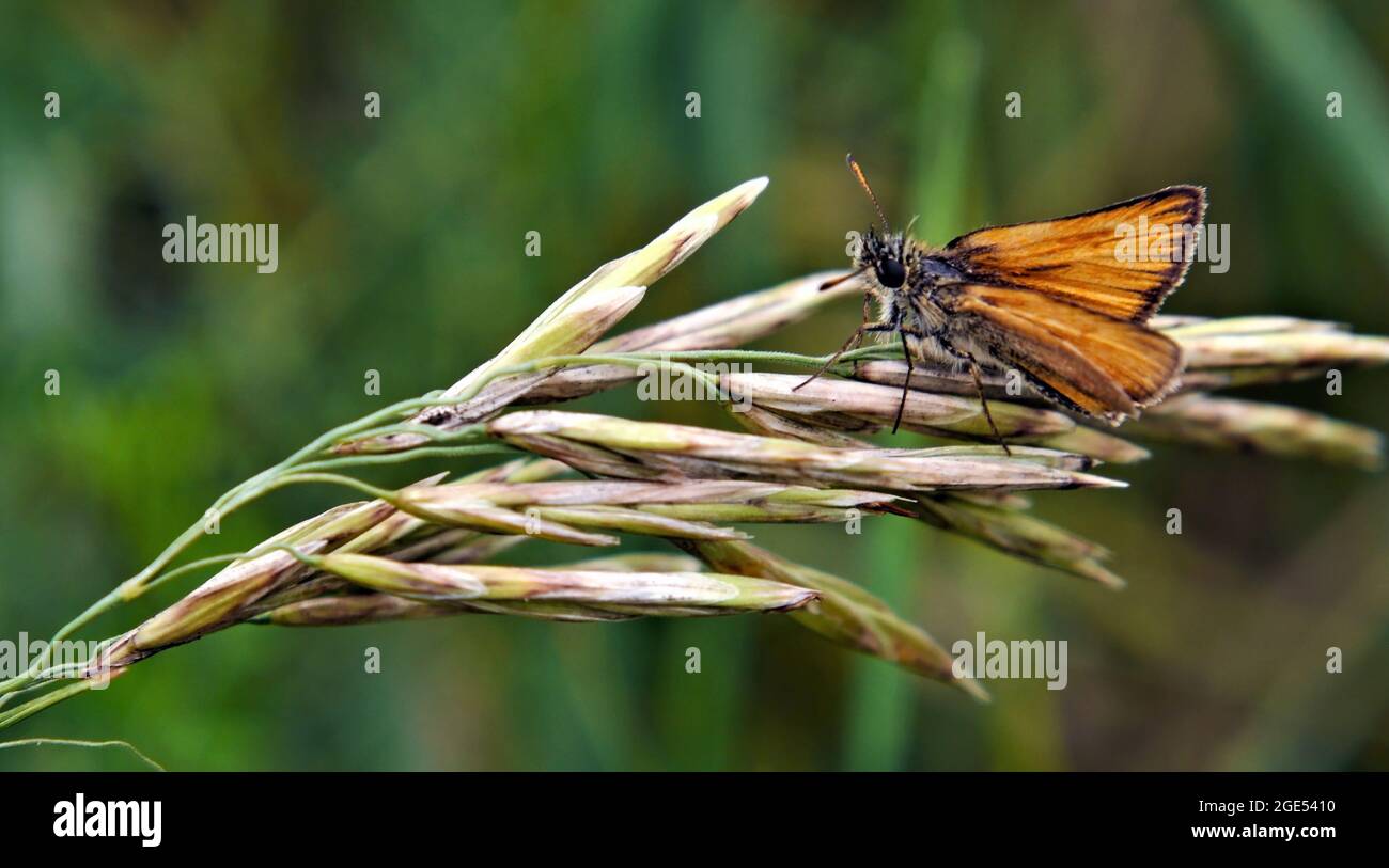 Close-up of a orange skipper butterfly resting on the seed pods of a ...