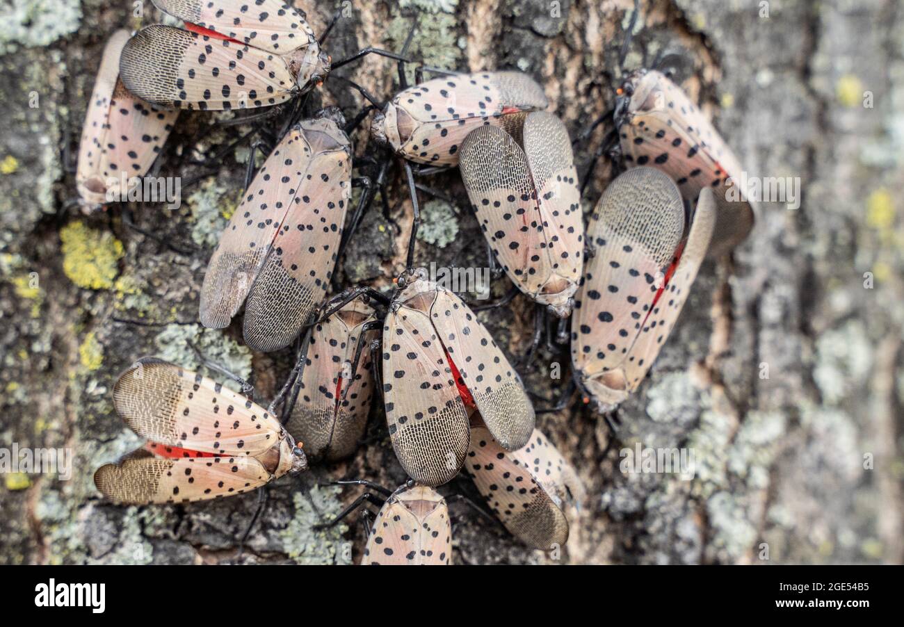 Spotted lanternfly hi-res stock photography and images - Alamy