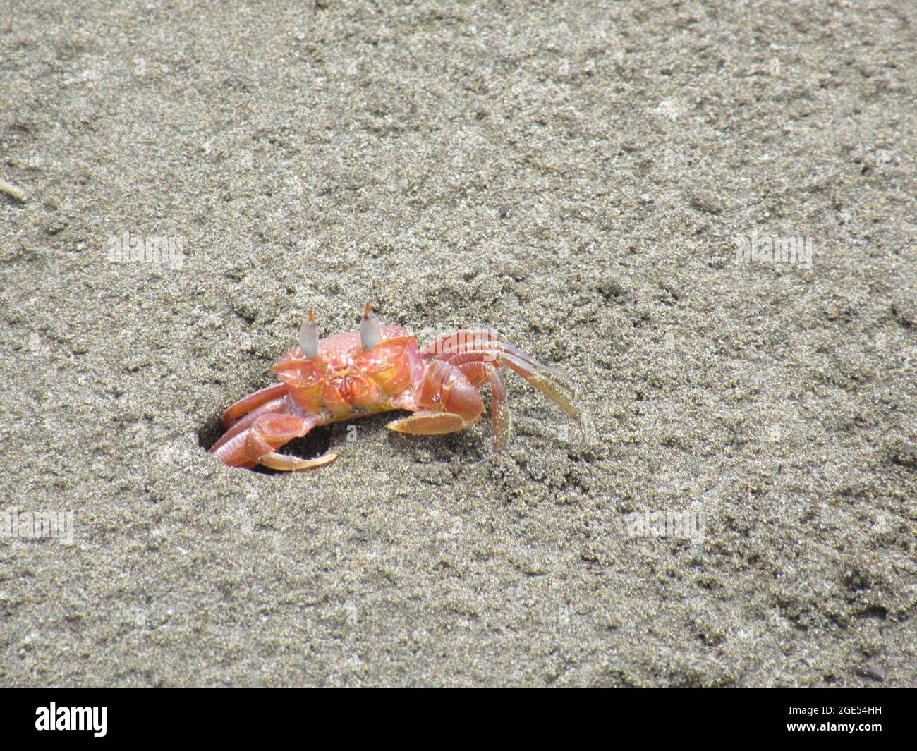 sand crab digging Stock Photo - Alamy