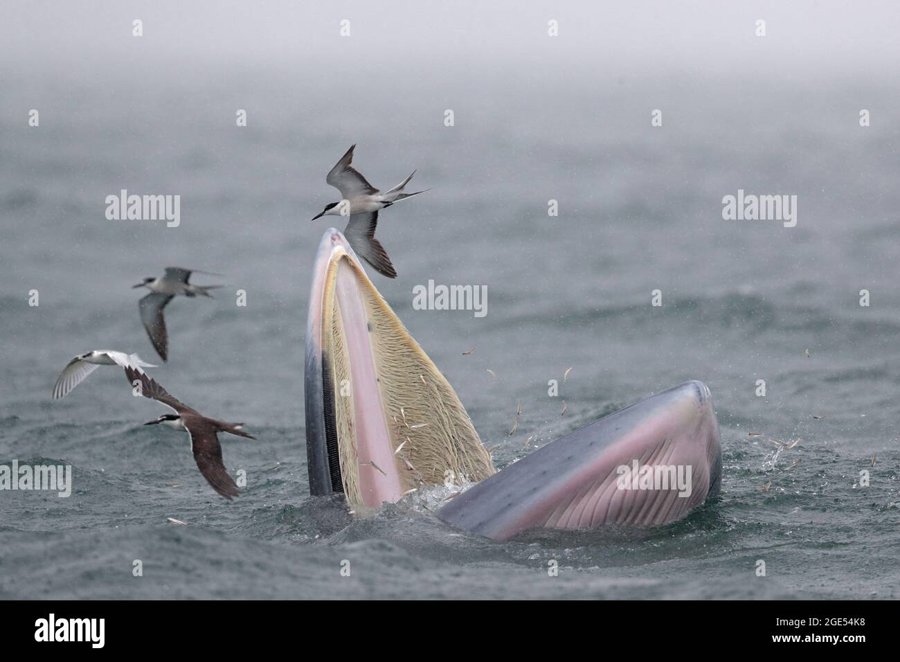 Bryde's Whale (Balaenoptera edeni), with Bridled Terns (Onychoprion ...