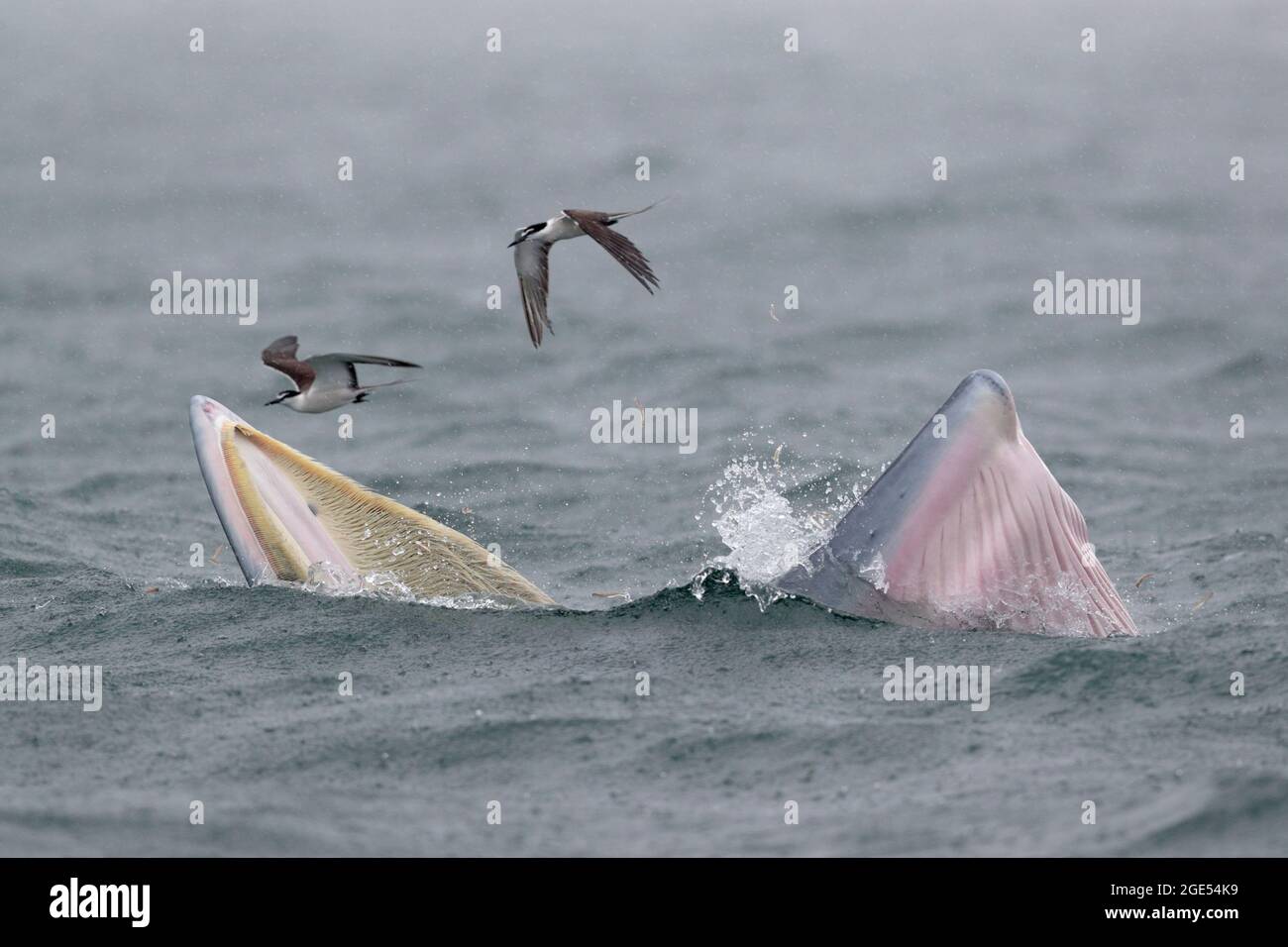 Bryde's Whale (Balaenoptera edeni), with Bridled Terns (Onychoprion ...