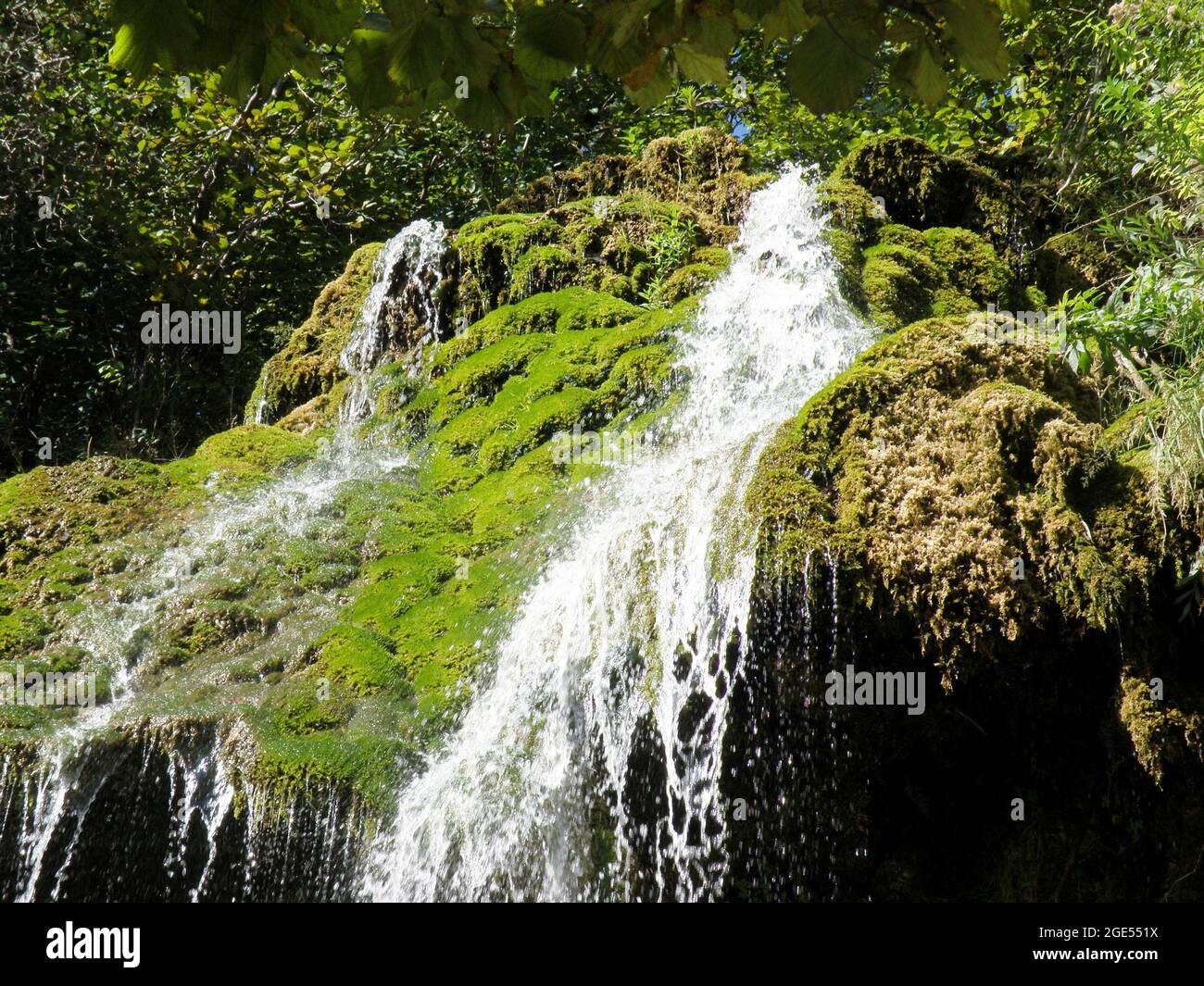 Lisine hi-res stock photography and images - Alamy