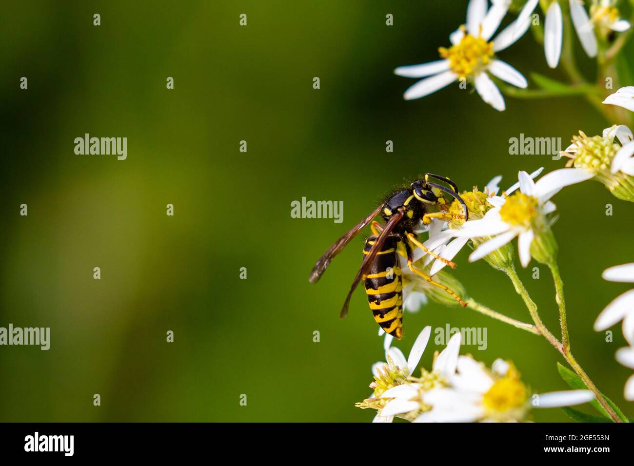 Yellowjacket pollinating hi-res stock photography and images - Alamy