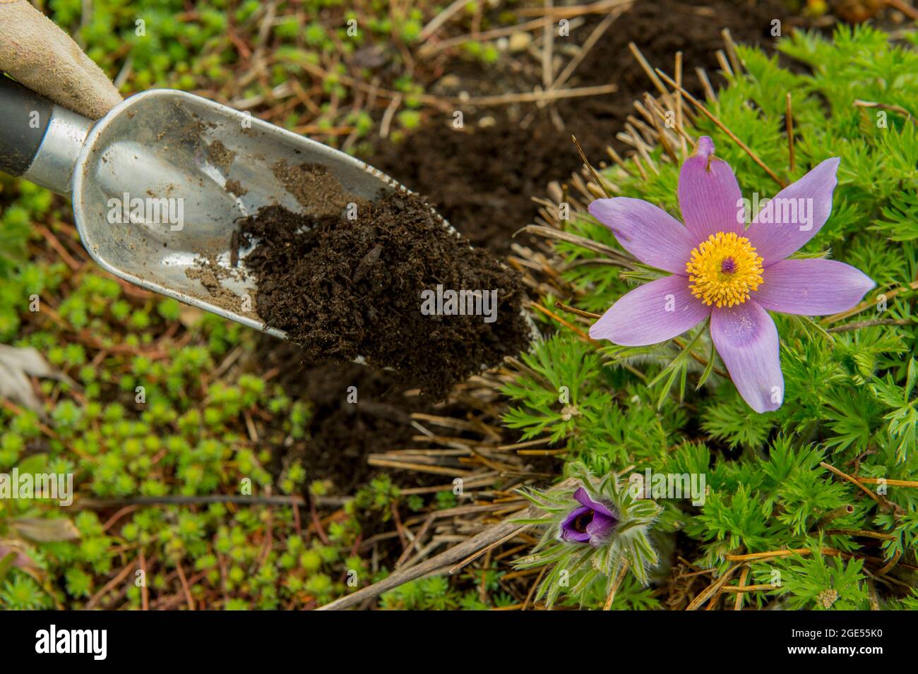 American pasque flower hi-res stock photography and images - Alamy