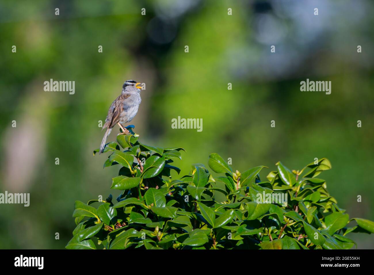 A White-crowned Sparrow (Zonotrichia leucophrys) is singing on top of a ...