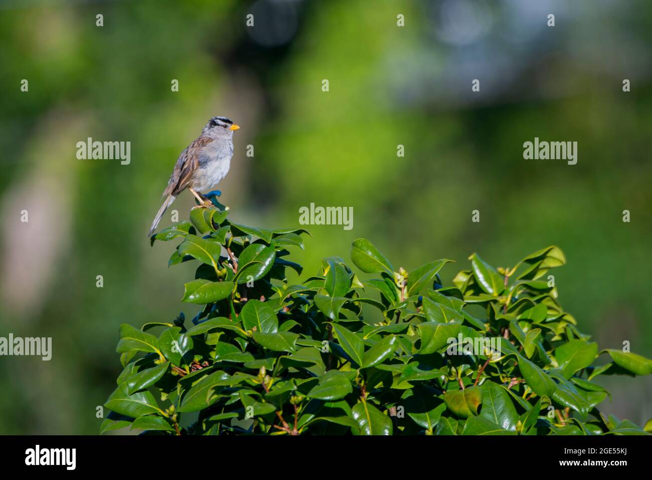 A White-crowned Sparrow (Zonotrichia leucophrys) is sitting on top of a ...