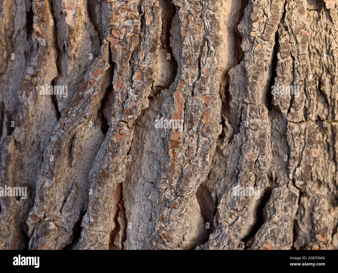 Timber skin hi-res stock photography and images - Alamy