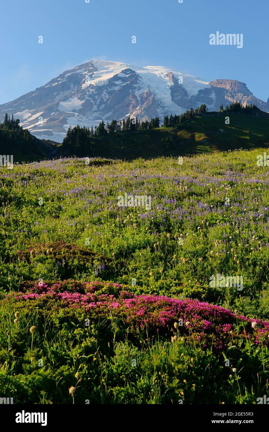 Wildflowers, mostly Broadleaf Lupines (Lupinus latifolius) and Pink ...