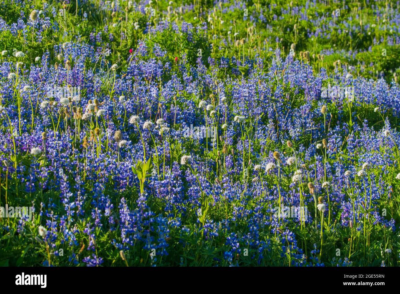 Wildflowers, mostly Broadleaf Lupines (Lupinus latifolius), along the ...