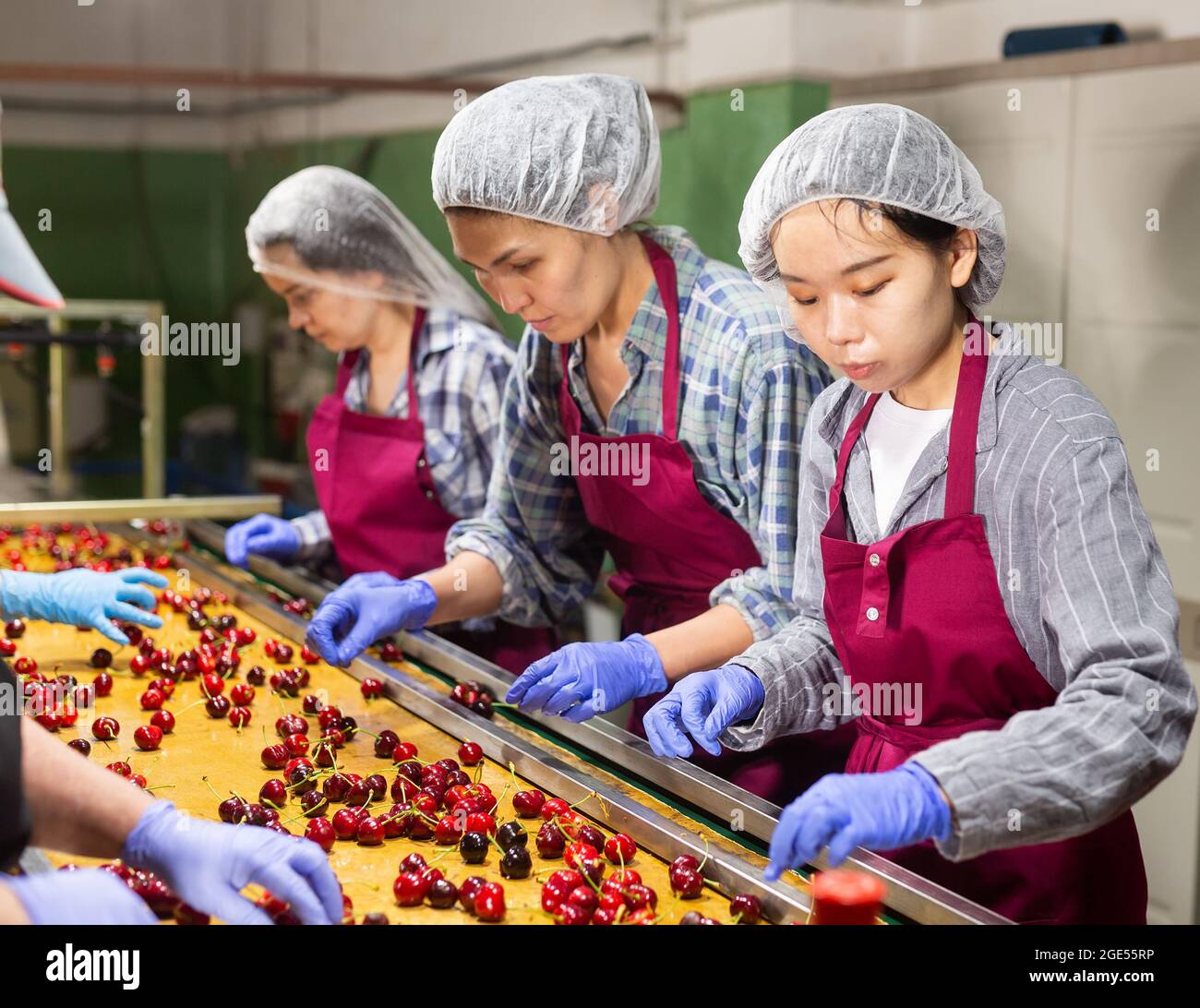 Women working on producing sorting line at fruit warehouse Stock Photo ...