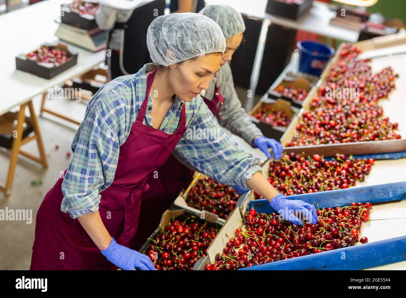 Women sorting cherry Stock Photo - Alamy
