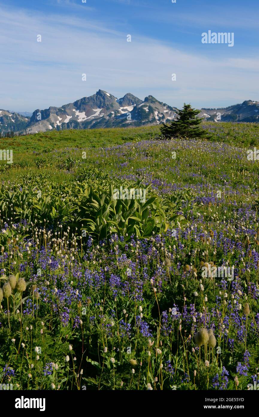 Tatoosh range from mt rainier hi-res stock photography and images - Alamy