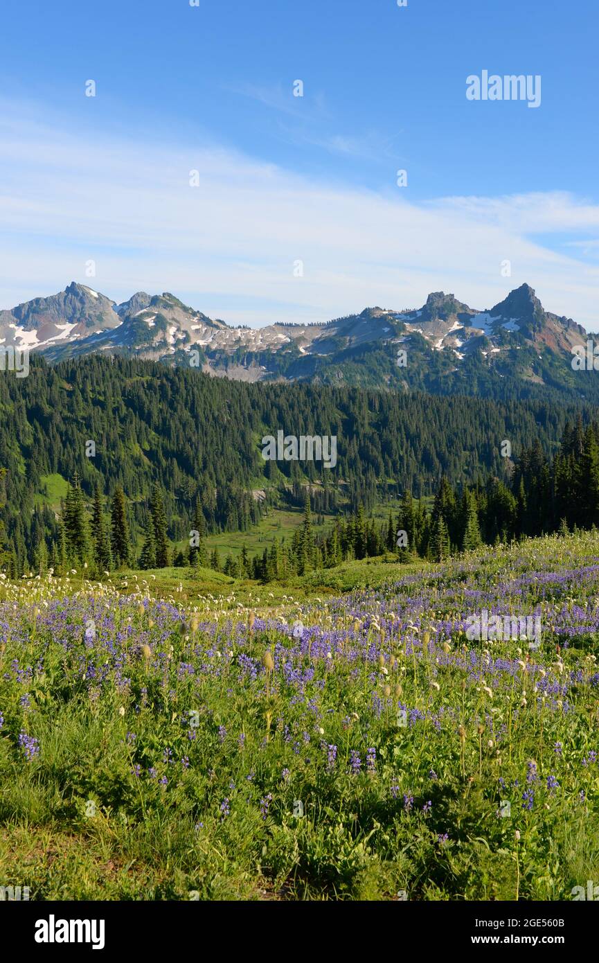 View of wildflowers and the Tatoosh Range from the Skyline Trail at ...