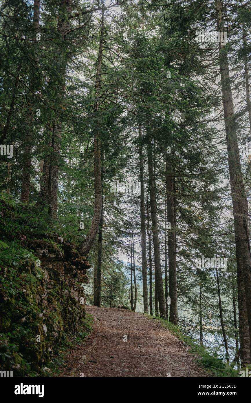 Path leading through the coniferous forest in the direction of the ...