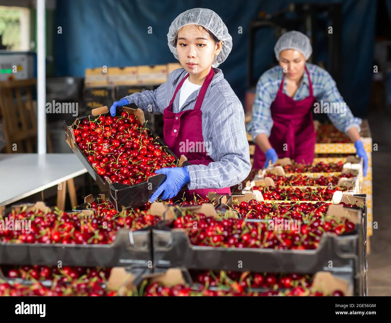 Asian woman sorting cherries Stock Photo - Alamy