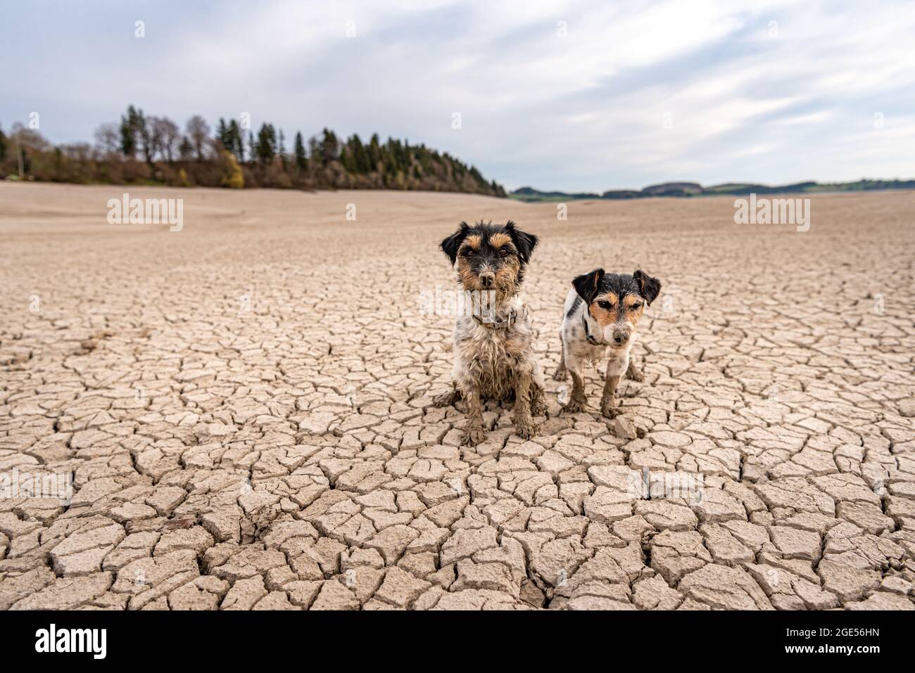 Forggenlake hi-res stock photography and images - Alamy