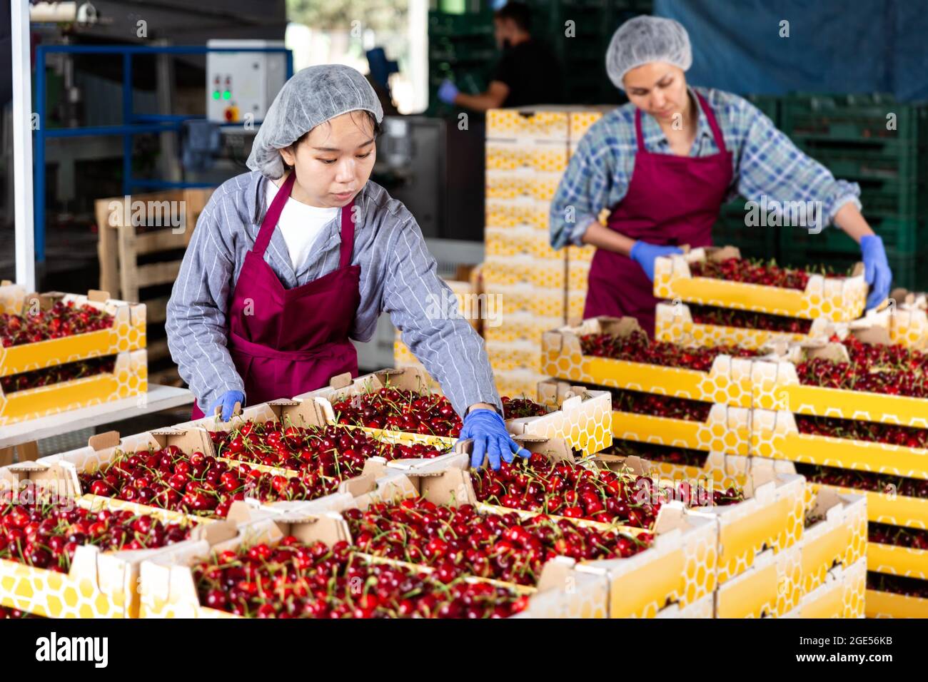 Asian female workers sorting sweet organic cherry Stock Photo - Alamy