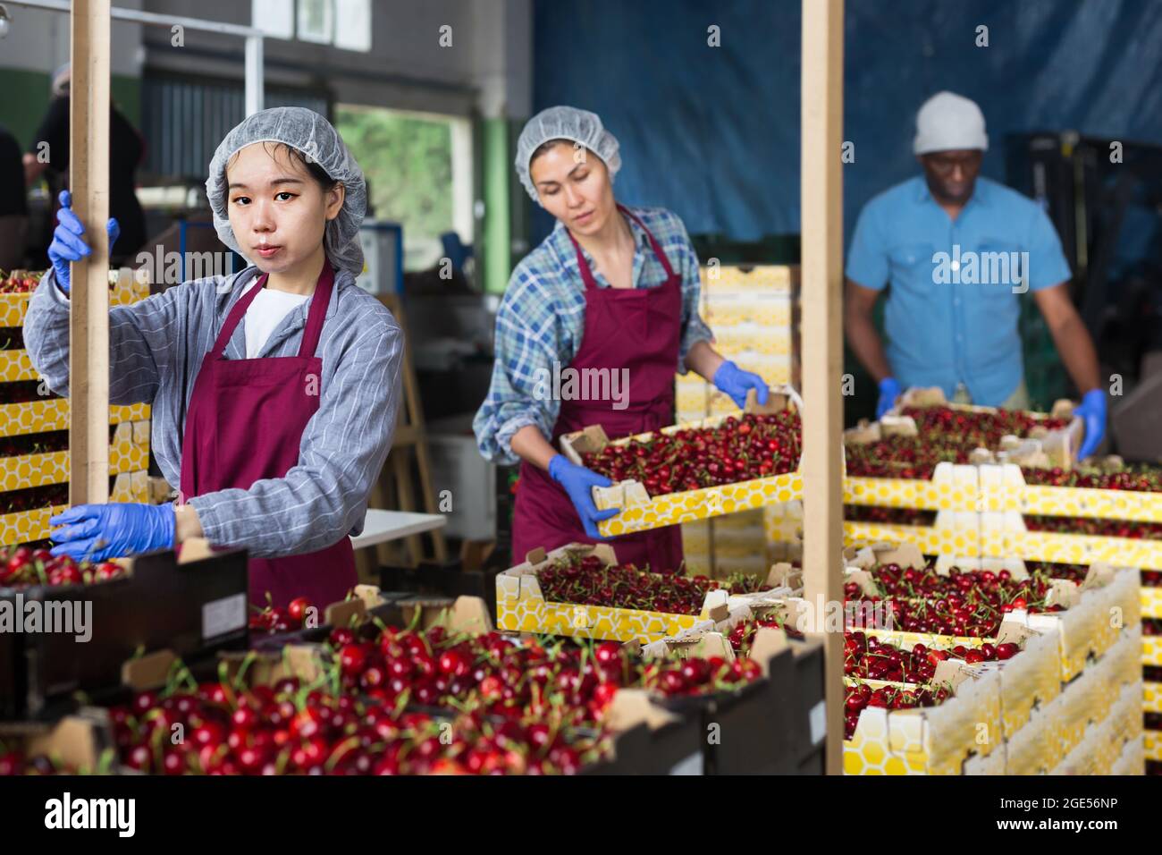 International workers sorting cherries Stock Photo - Alamy
