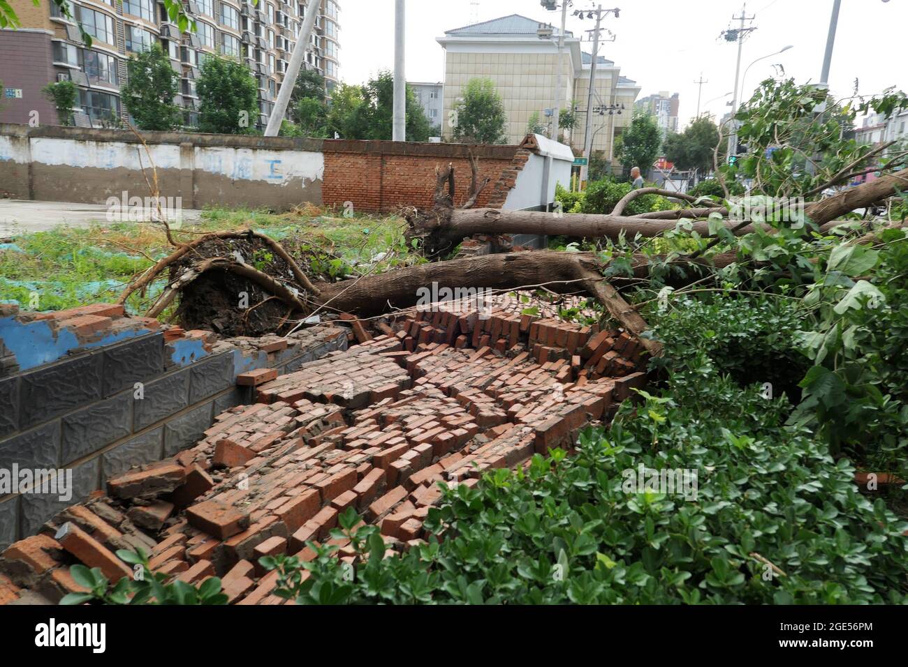 BEIJING, CHINA - AUGUST 17, 2021 - A wall and tree are blown down by ...