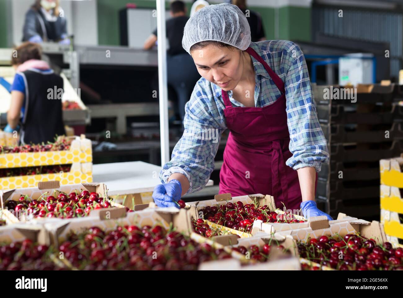 Asian woman sorting cherries Stock Photo - Alamy