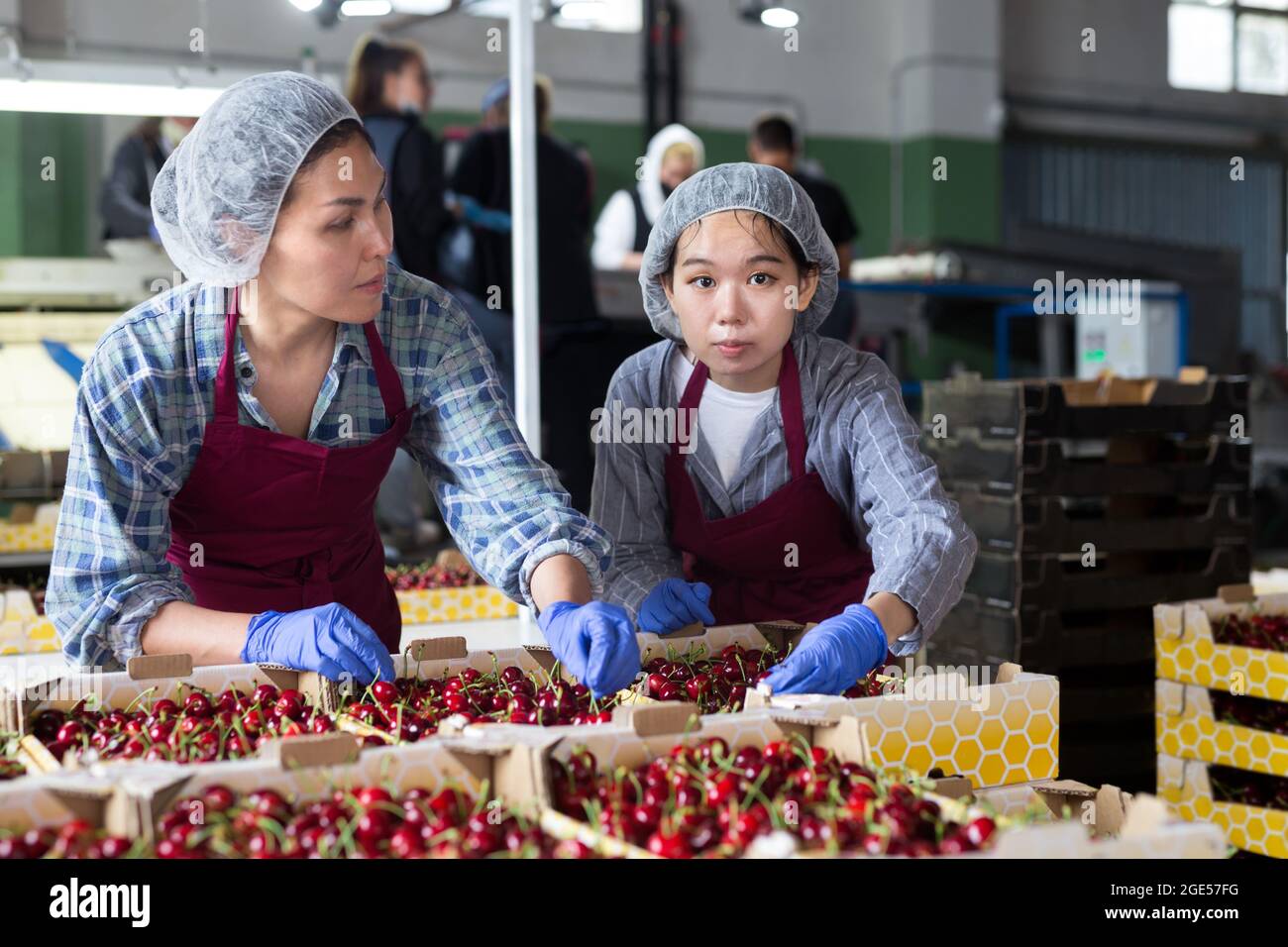 Asian female workers sorting sweet organic cherry Stock Photo - Alamy