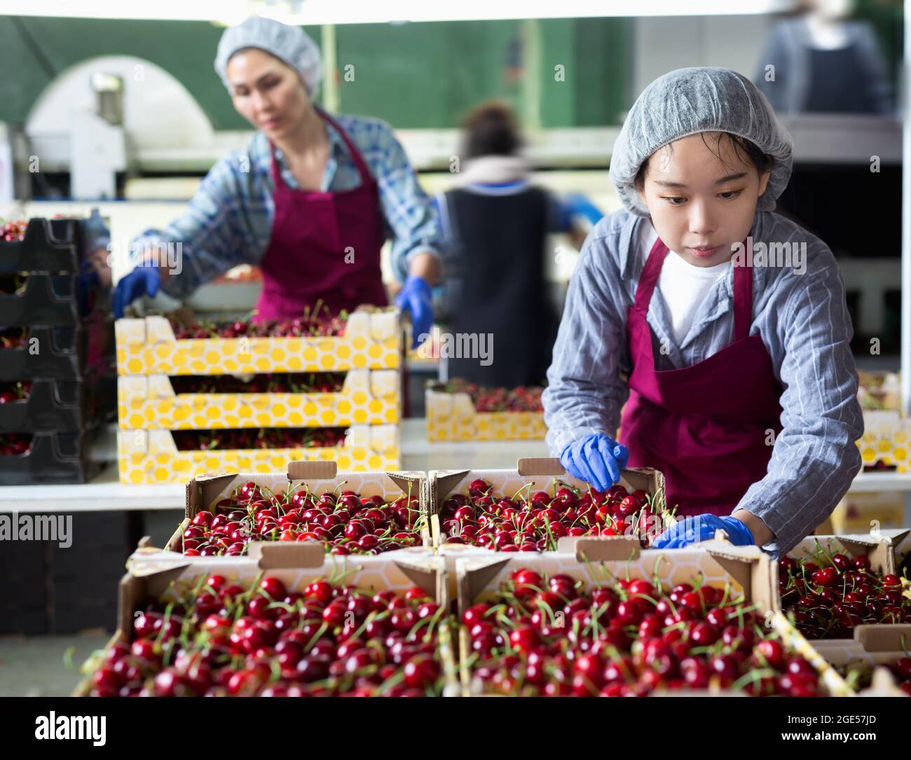Women in cherry warehouse Stock Photo - Alamy