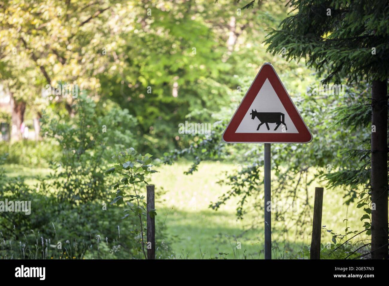Cattle xing sign hi-res stock photography and images - Alamy