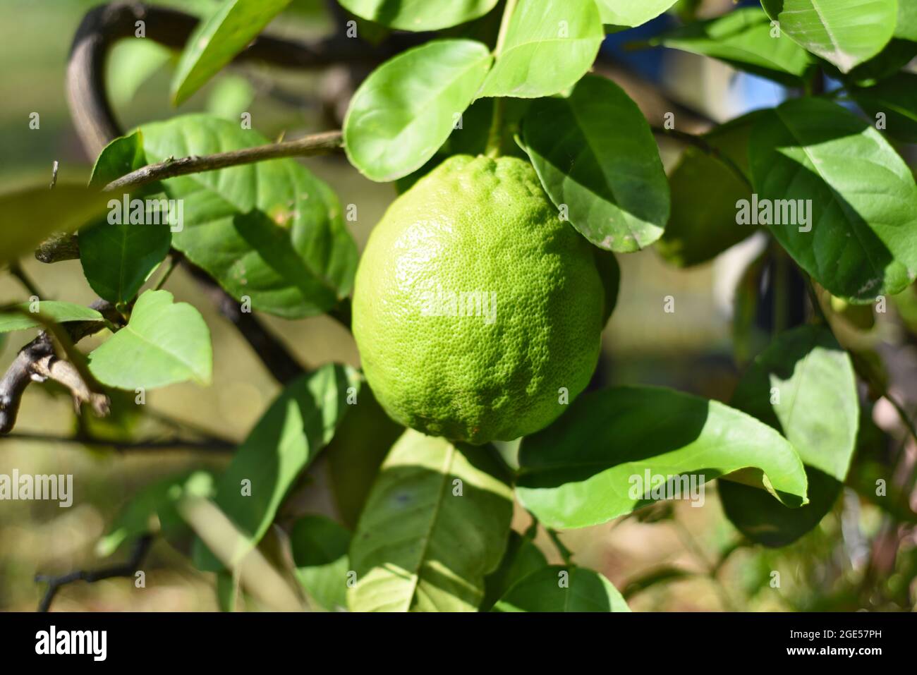 Unripe big homemade lemon growing on a branch Stock Photo - Alamy