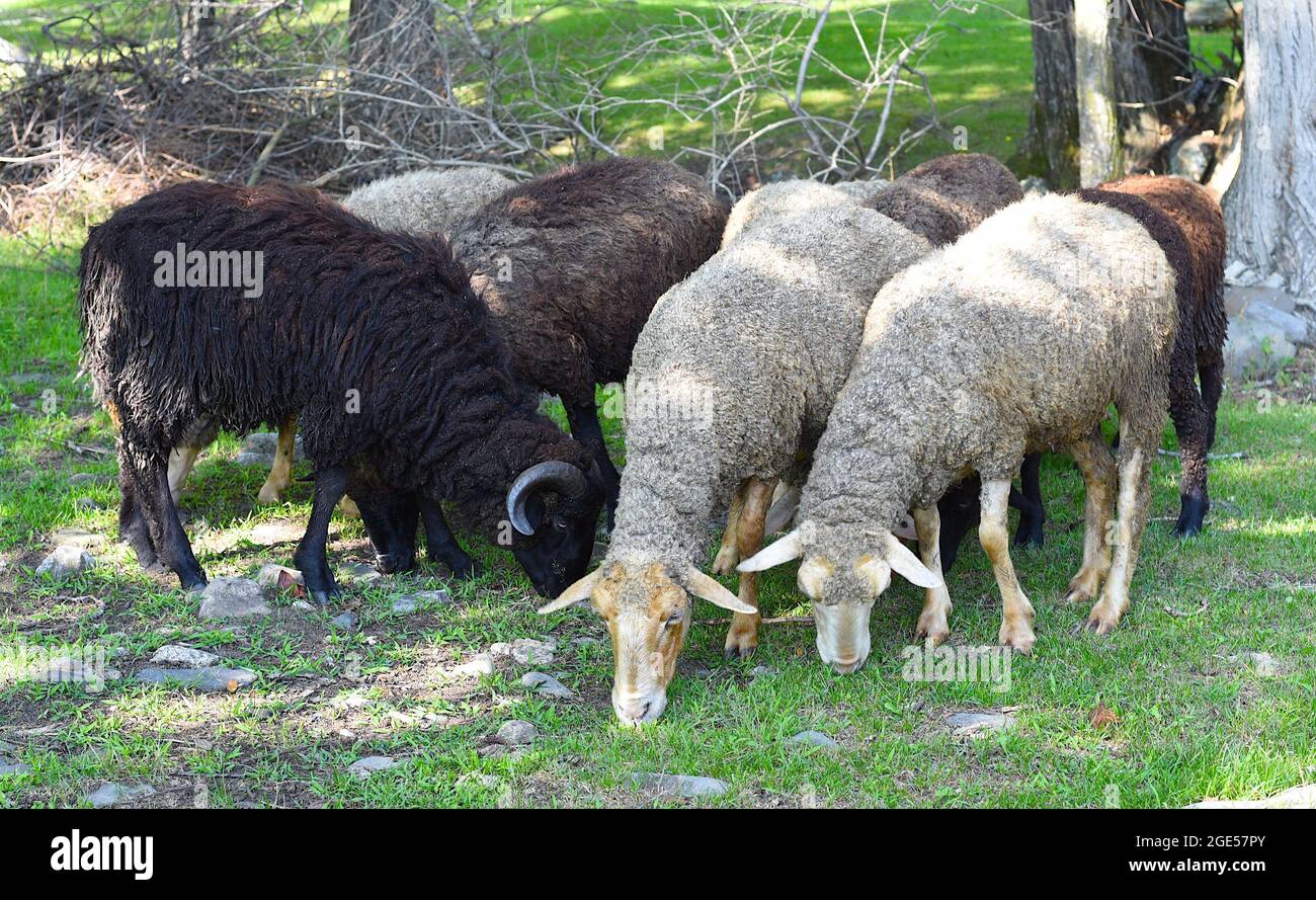 Rams eating hi-res stock photography and images - Alamy